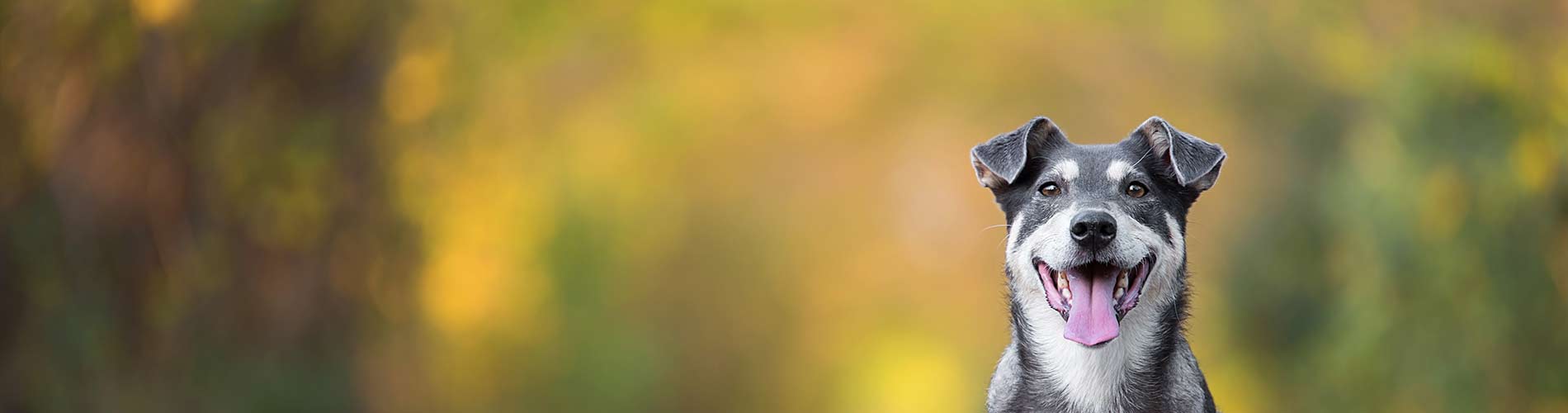 Adult Dogs - Westonka Animal Hospital